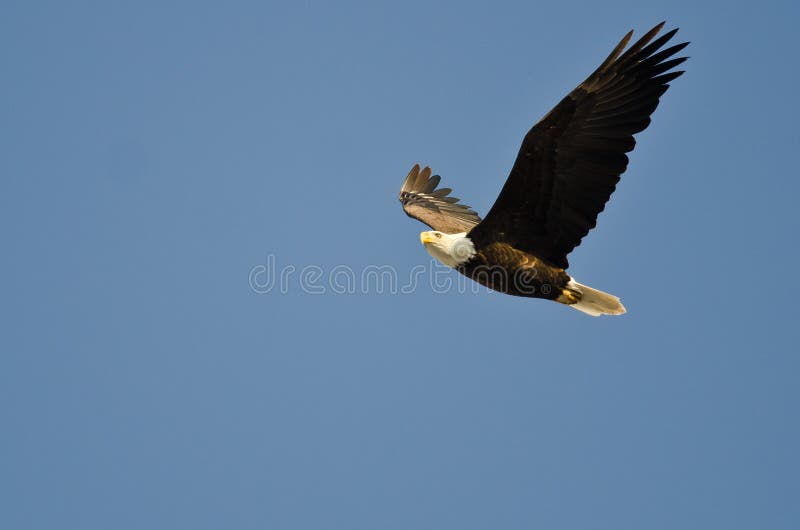 Bald Eagle Flying in a Blue Sky Stock Image - Image of dark, animal ...