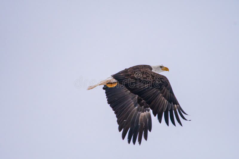 Bald Eagle Flying in Early Spring Stock Photo - Image of eagle, spring ...