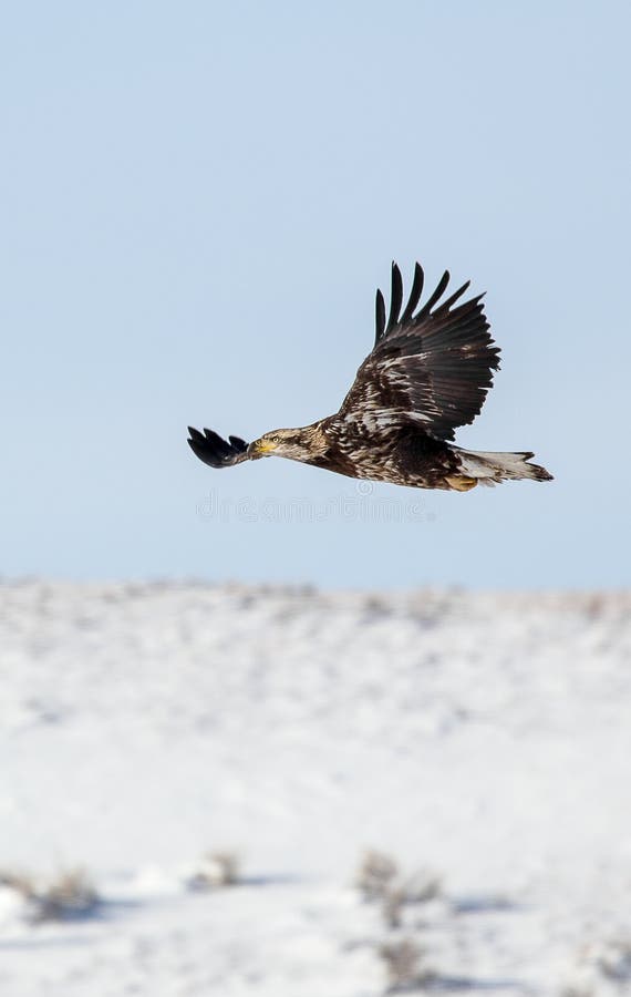 Bald Eagle Flying stock photo. Image of haliaeetus, whitetailed - 37941052
