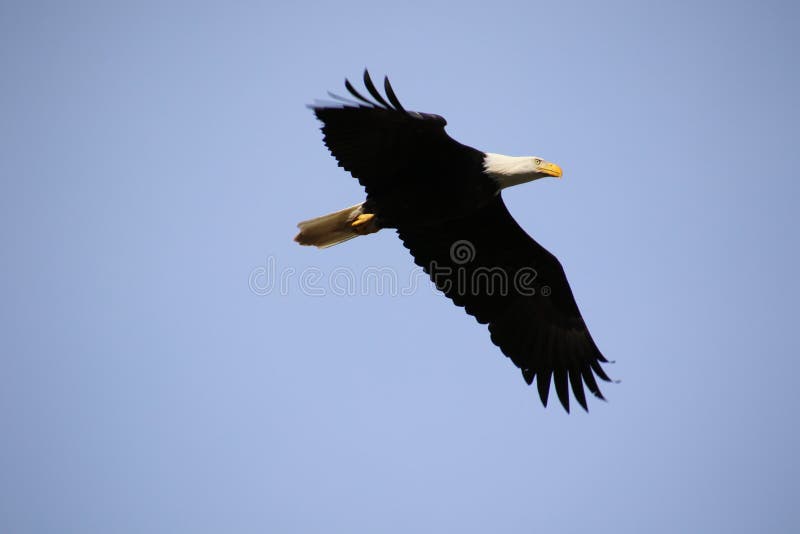 A Bald Eagle Flying from Left To Right Stock Image - Image of adult ...