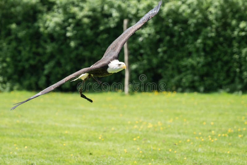 Bald eagle flying low stock image. Image of grass, forest - 118373071 Bald eagle flying low stock image. Image of grass, forest - 118373071
