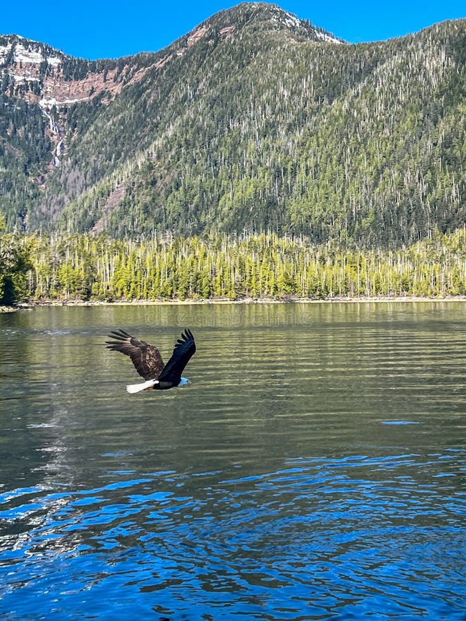 Bald Eagle Flying Low Over a Mountain Lake with Forested Backdrop Stock ...