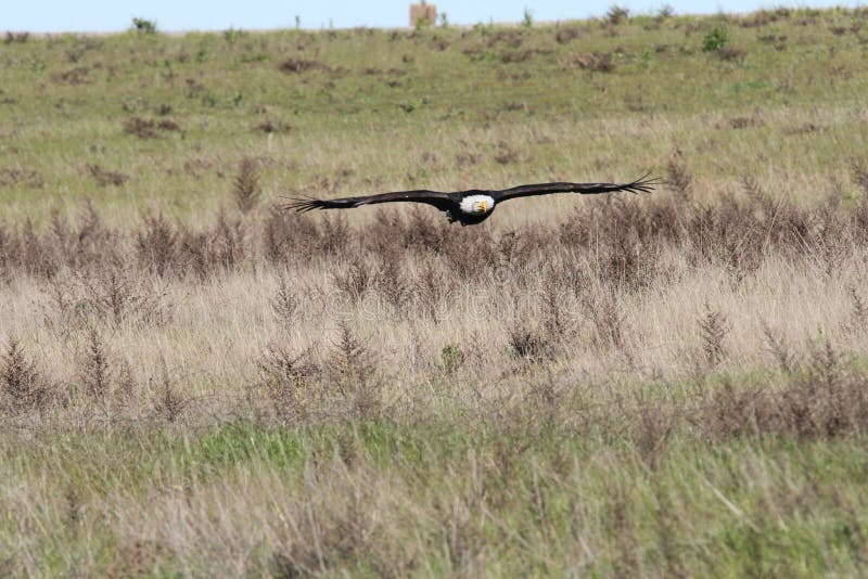 Bald eagle stock image. Image of ecosystem, trainer, eagle - 84977137