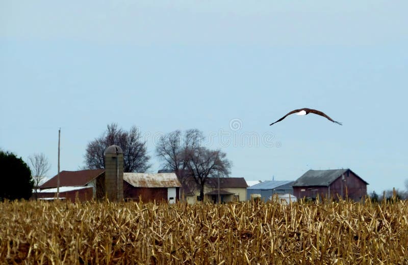 Bald Eagle Flying Over Farm Scene in Autumn Stock Photo - Image of ...