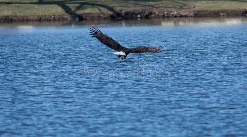 Bald Eagle Flying Over the Lake Water Stock Image - Image of flight ...