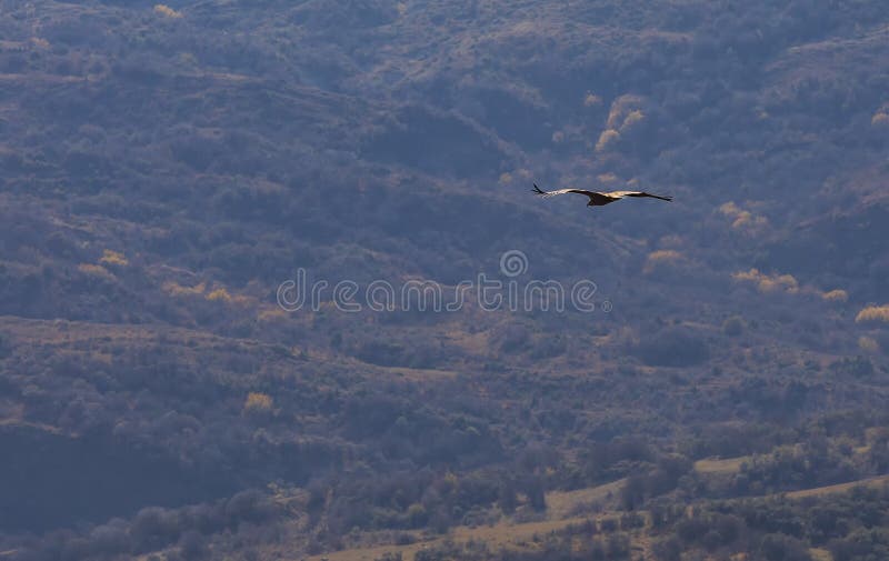 Bald Eagle Flying Over the Mountains Stock Image - Image of flying ...