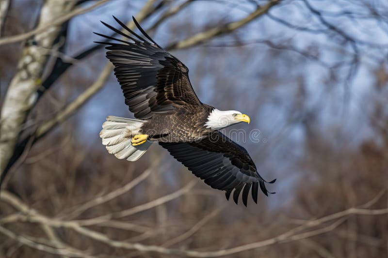 Bald Eagle Flying Over the Paulinskill River in New Jersey Looking for ...