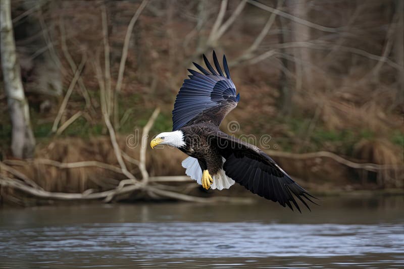 Bald Eagle Flying Over the Paulinskill River in New Jersey Looking for ...