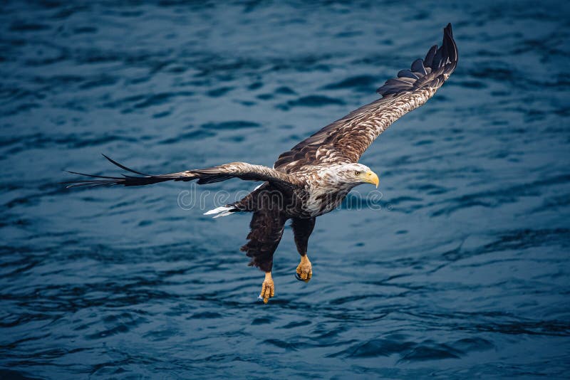 Bald Eagle Flying Over a Sea Stock Photo - Image of bald, flying: 233667182