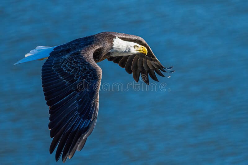 Bald Eagle Flying Over the Sea Stock Image - Image of bald, beak: 235074621