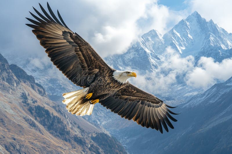 Bald Eagle Flying Over Snowy Mountain Range, Displaying Freedom and ...