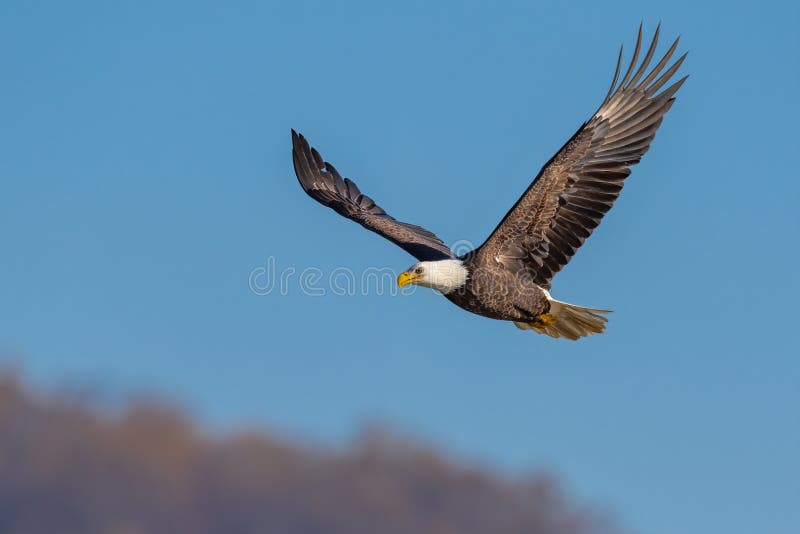 Bald Eagle Flying stock photo. Image of outdoor, bald - 209783754