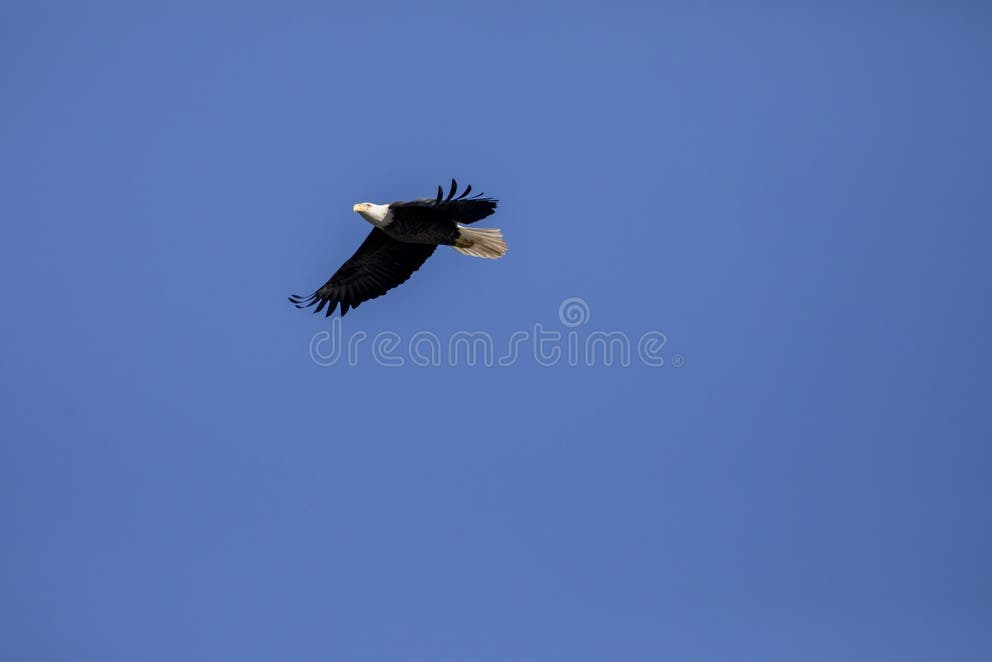 Bald Eagle Flying Overhead in Blue Skies Stock Photo - Image of bald ...