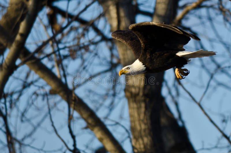 Bald Eagle Flying Past the Winter Trees Stock Photo - Image of flying ...