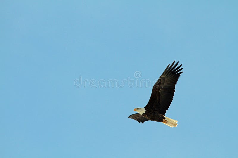 403 Bald Eagle Side View Stock Photos - Free & Royalty-Free Stock ...