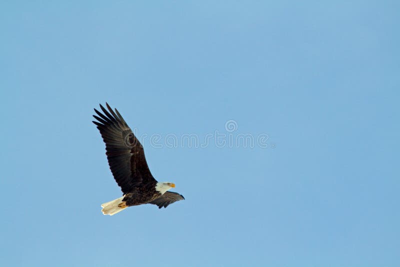 Bald eagle side view stock image. Image of aves, wildlife - 62642897