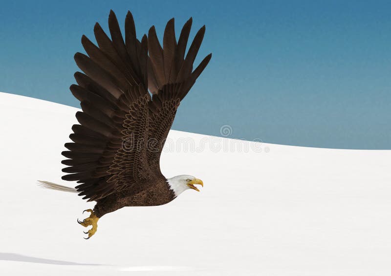 Bald Eagle is Flying Up on White Snow Side View Stock Illustration ...