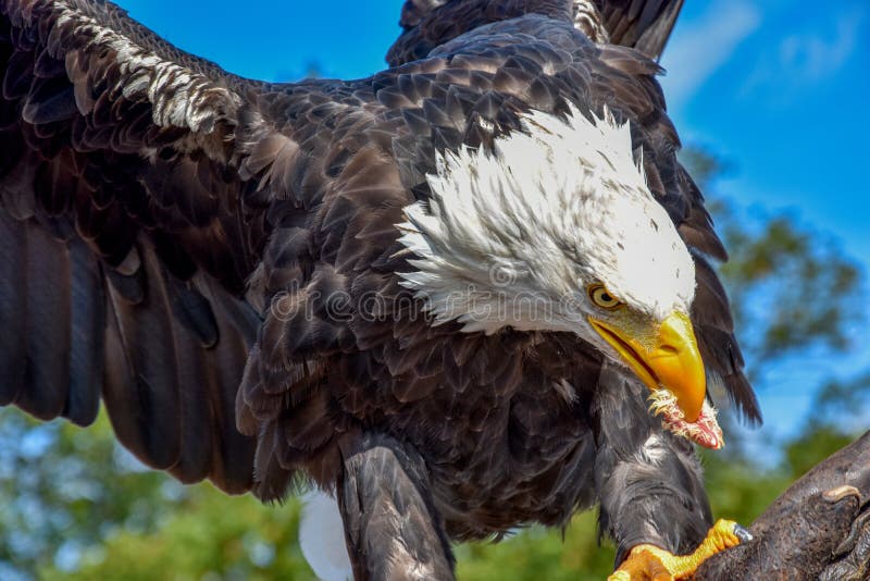 Bald Eagle Landing on a Tree Stock Photo - Image of land, feathers ...