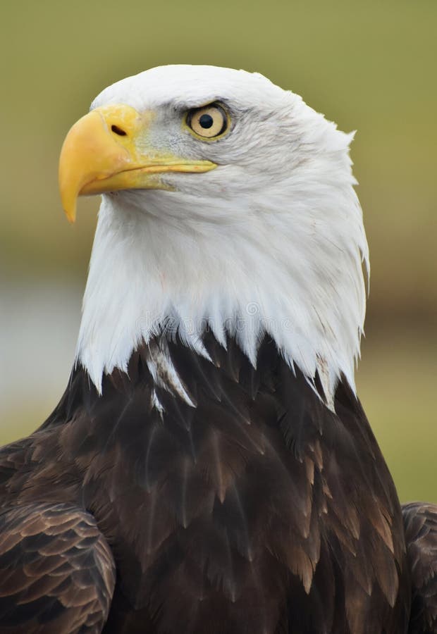 Bald Eagle in a Forest stock image. Image of eagle, patriotism - 211873027