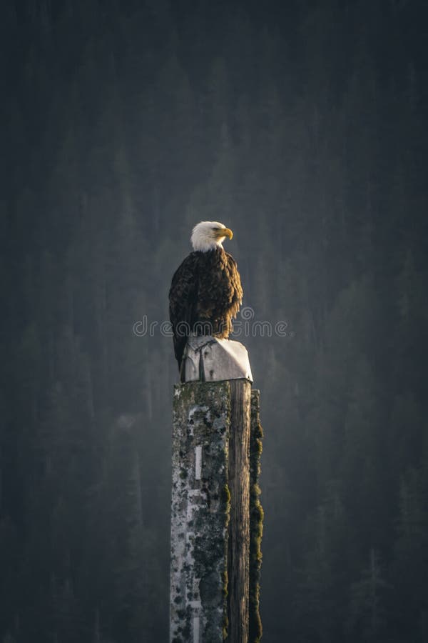 Bald Eagle with Forest Behind in Canada Stock Image - Image of isolated ...