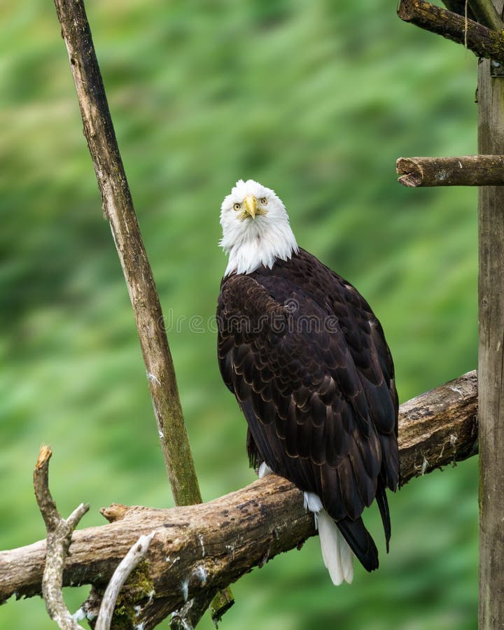 Bald Eagle in the Forest on the Branch. Stock Photo - Image of symbol ...