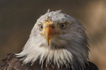 206 Bald Eagle Front View Stock Photos - Free & Royalty-Free Stock ...
