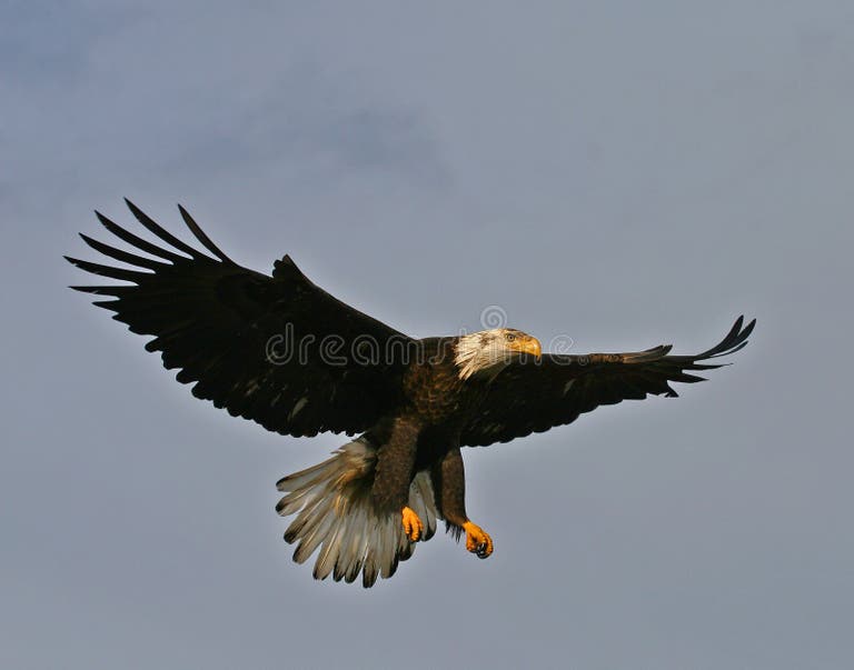 Bald Eagle Full Extension stock image. Image of alaska - 22092251