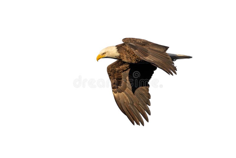 A Bald Eagle Glides through the Sky. Isolated on a White Background ...