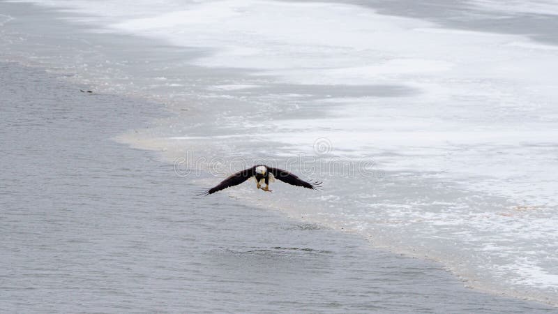 Bald Eagle Gliding through the Air at a Low Altitude Above the Sandy ...