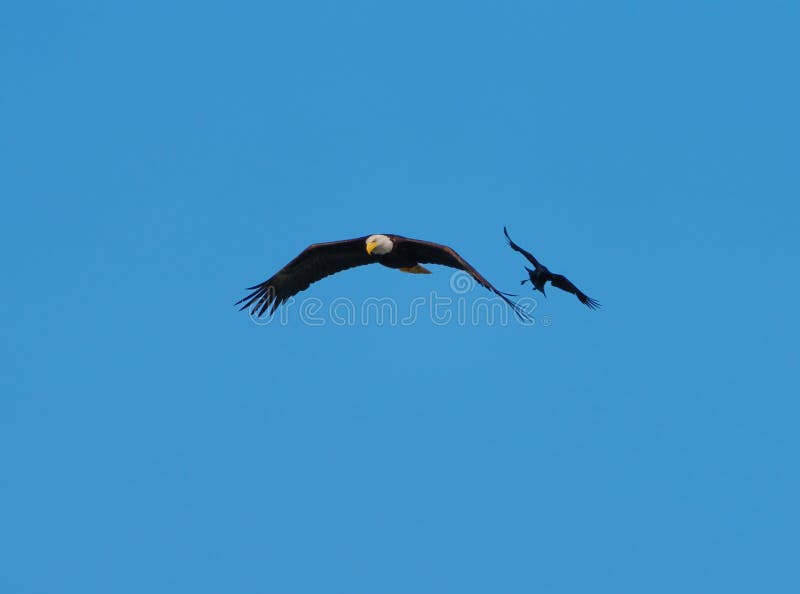 Bald Eagle Gliding but Harassed by a Red Winged Blackbird Stock Photo ...