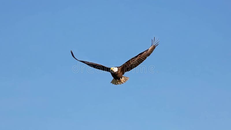 Bald Eagle Gliding High in the Sky Captured in Mid-flight Showcasing ...