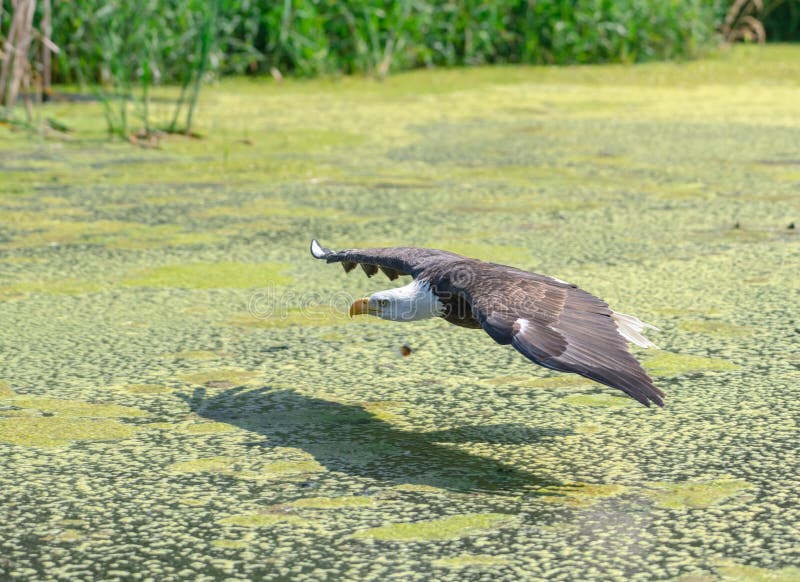 Bald Eagle Gliding Over Water Stock Image - Image of flight, falcon ...