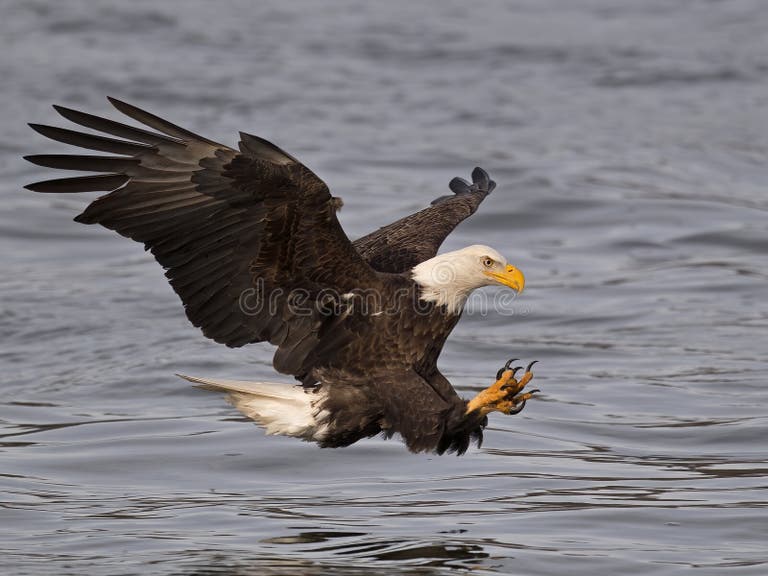 Bald Eagle Fish Grab Dive stock photo. Image of grabbing - 168262380