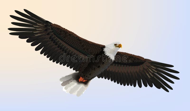 Bald Eagle Soaring in Sky stock illustration. Illustration of drawing ...