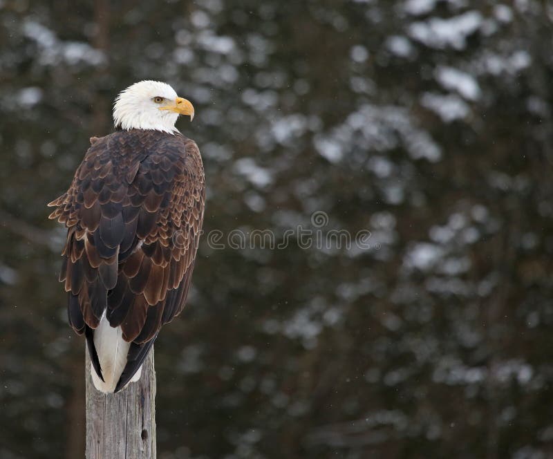 Bald Eagle on Guard stock image. Image of concentration - 37092089