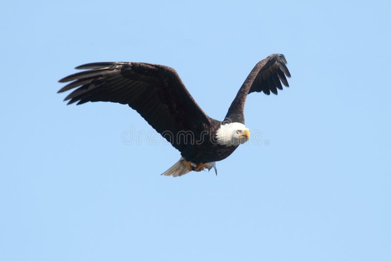 Bald Eagle Flight stock photo. Image of predator, baldeagle - 53258056