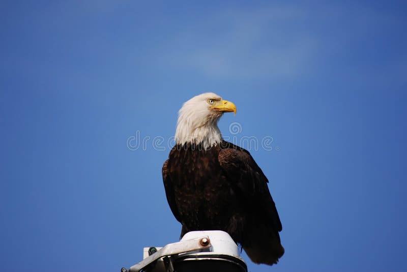 Cuban Trogon on a tree stock photo. Image of cuban, animal - 38441622
