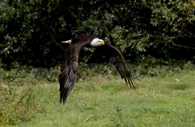Bald Eagle, Haliaeetus Leucocephalus, Adult in Flight Stock Photo ...