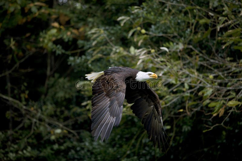 Bald Eagle, Haliaeetus Leucocephalus, Adult in Flight Stock Photo ...