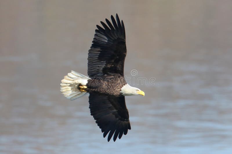 Bald Eagle (haliaeetus Leucocephalus) Stock Image - Image of feathers ...