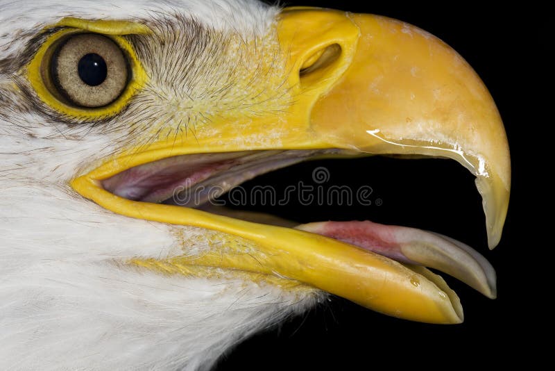 393 Singing Eagle Stock Photos - Free & Royalty-Free Stock Photos from ...