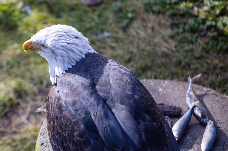 Bald Eagle (Haliaeetus Leucocephalus) Eating Fish Perched on the Rock ...