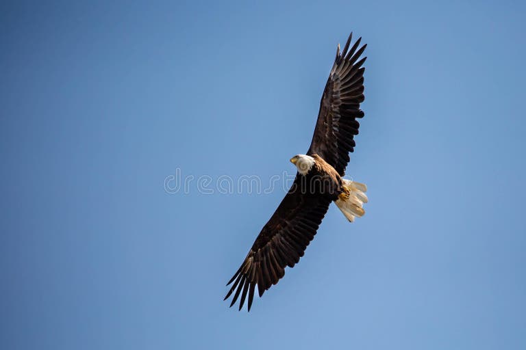 Bald Eagle Haliaeetus Leucocephalus Flying in a Blue Sky with Copy Space Stock Image - Image of ...