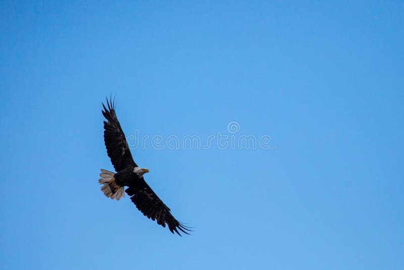 Bald Eagle Haliaeetus Leucocephalus Flying while Carrying a Fish with ...