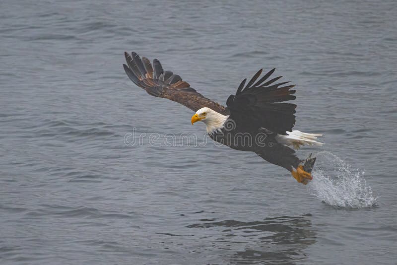 Bald Eagle on the Hunt stock image. Image of water, prey - 263868765