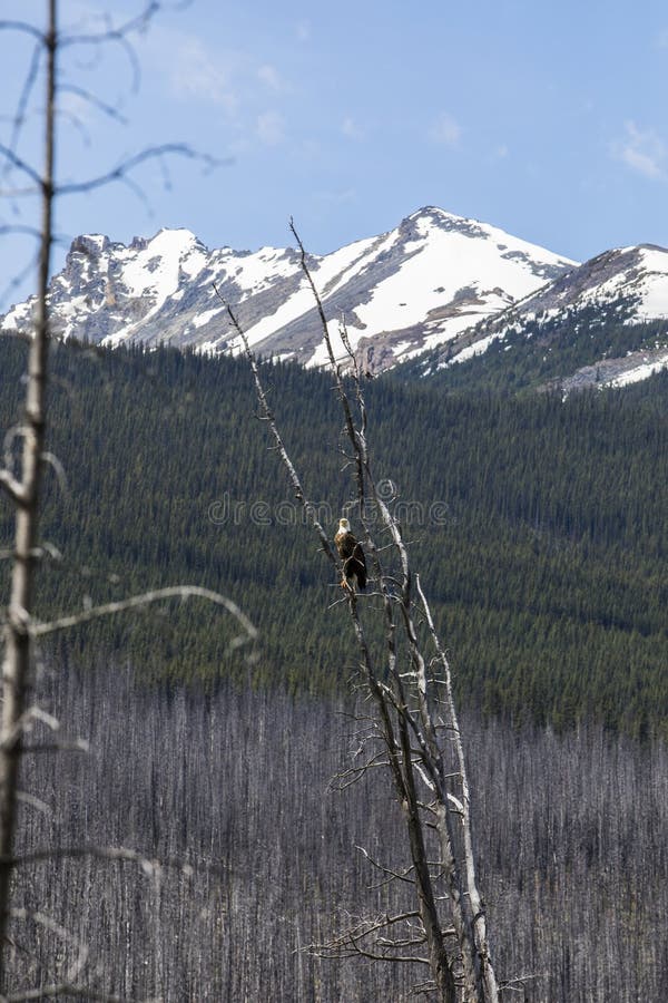 Bald Eagle (Haliaeetus Leucocephalus) in Jasper National Park, Canada ...