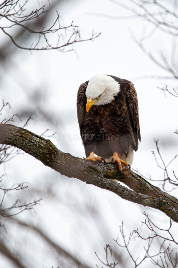 Bald Eagle (Haliaeetus Leucocephalus) Perched on Branch in Central ...