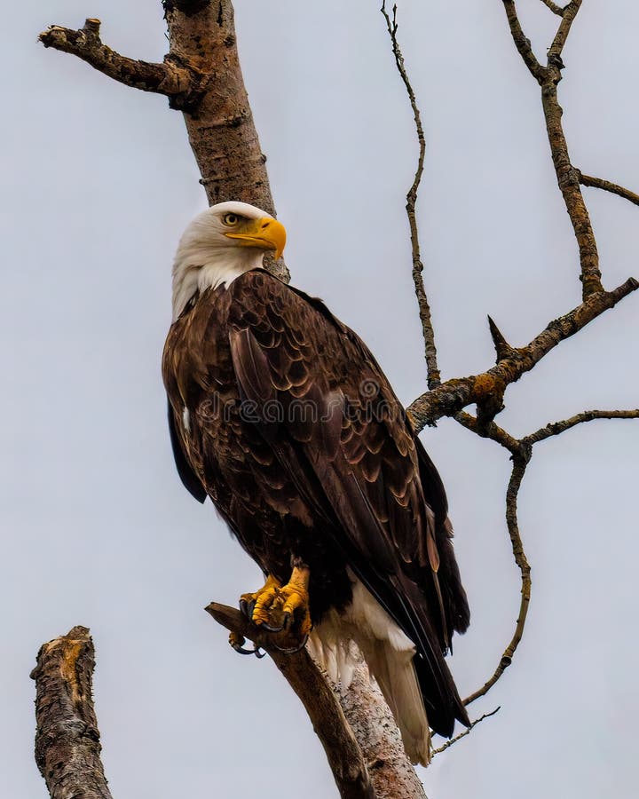 Bald Eagle Haliaeetus Leucocephalus Perched on a Dead Poplar Tree Stock ...