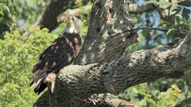 Bald Eagle Resting on a Tree Stock Video - Video of predator, american ...