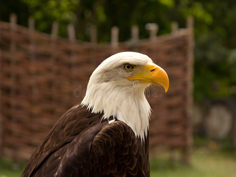 441 Bald Eagle Side View Stock Photos - Free & Royalty-Free Stock ...